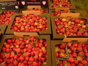 Johnson Berry Farm Stand | Johnson's Berry FarmJohnson's Berry Farm